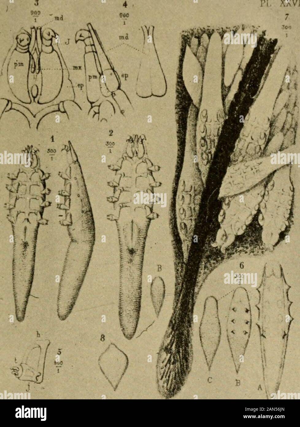 Demodex folliculorum hi-res stock photography and images - Alamy