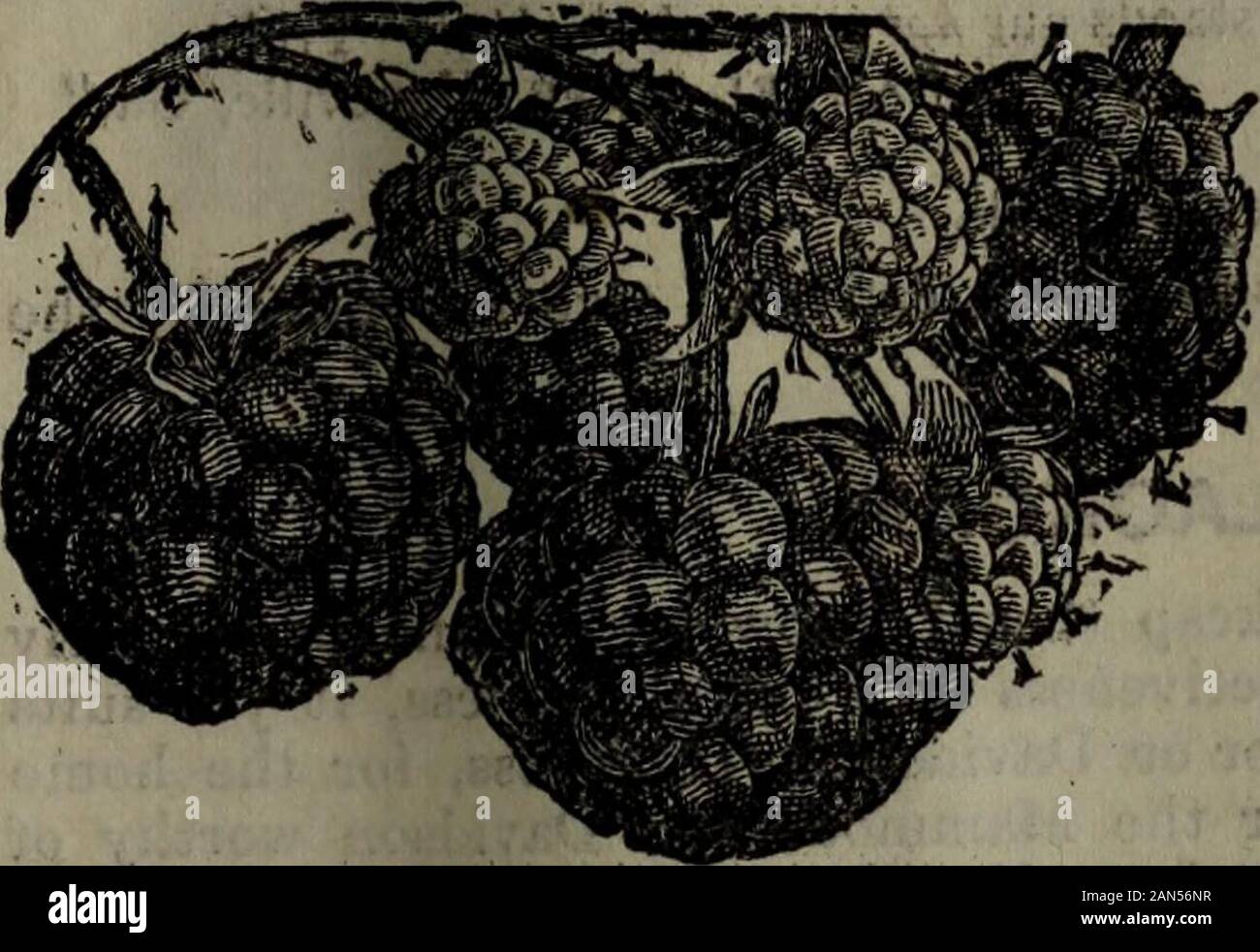 Shaffers colossal raspberry hi-res stock photography and images - Alamy