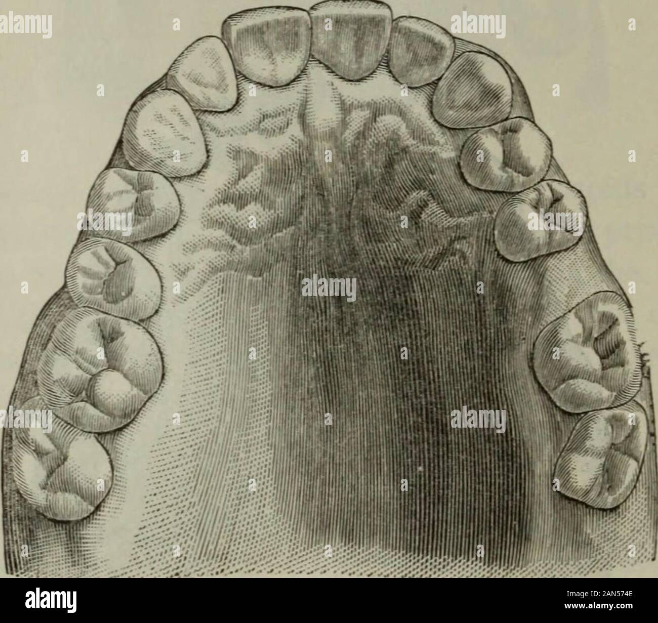 Well shaped teeth hi-res stock photography and images - Alamy
