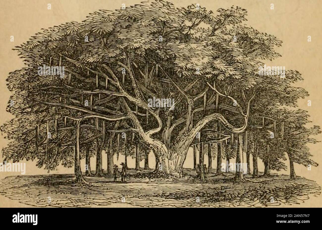 Indian screw tree hi-res stock photography and images - Alamy