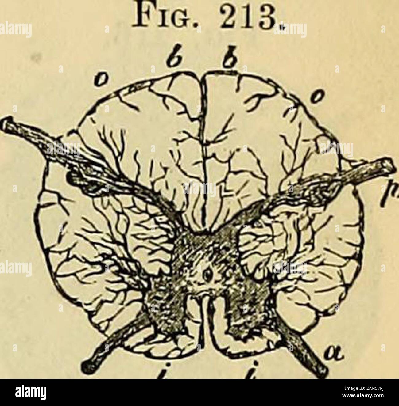 Medullaoblongata hi-res stock photography and images - Alamy