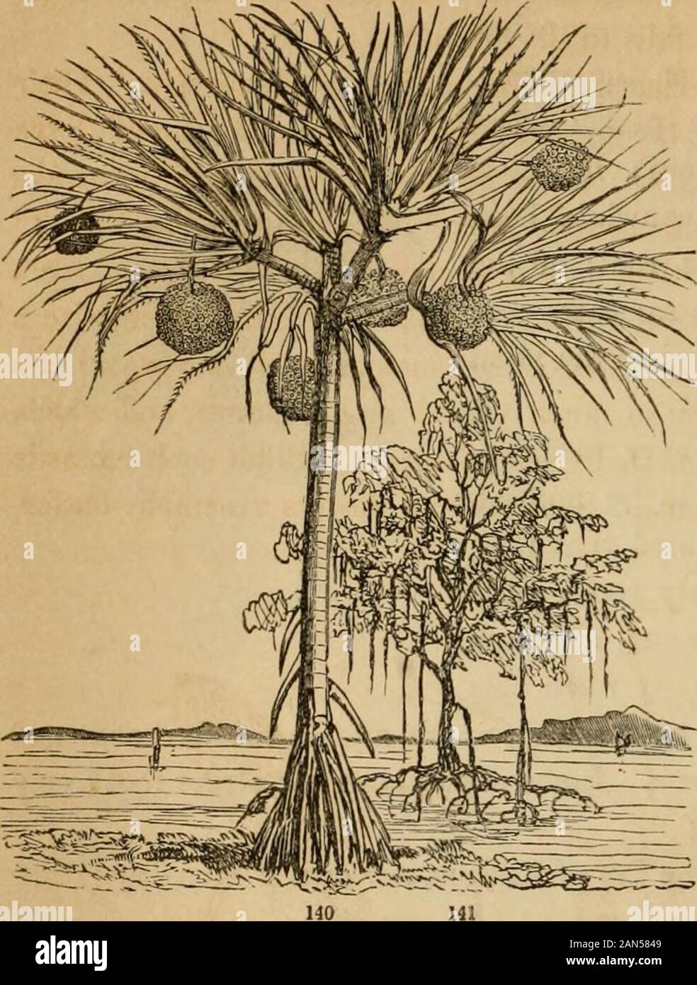 Introduction to structural and systematic botany, and vegetable ...