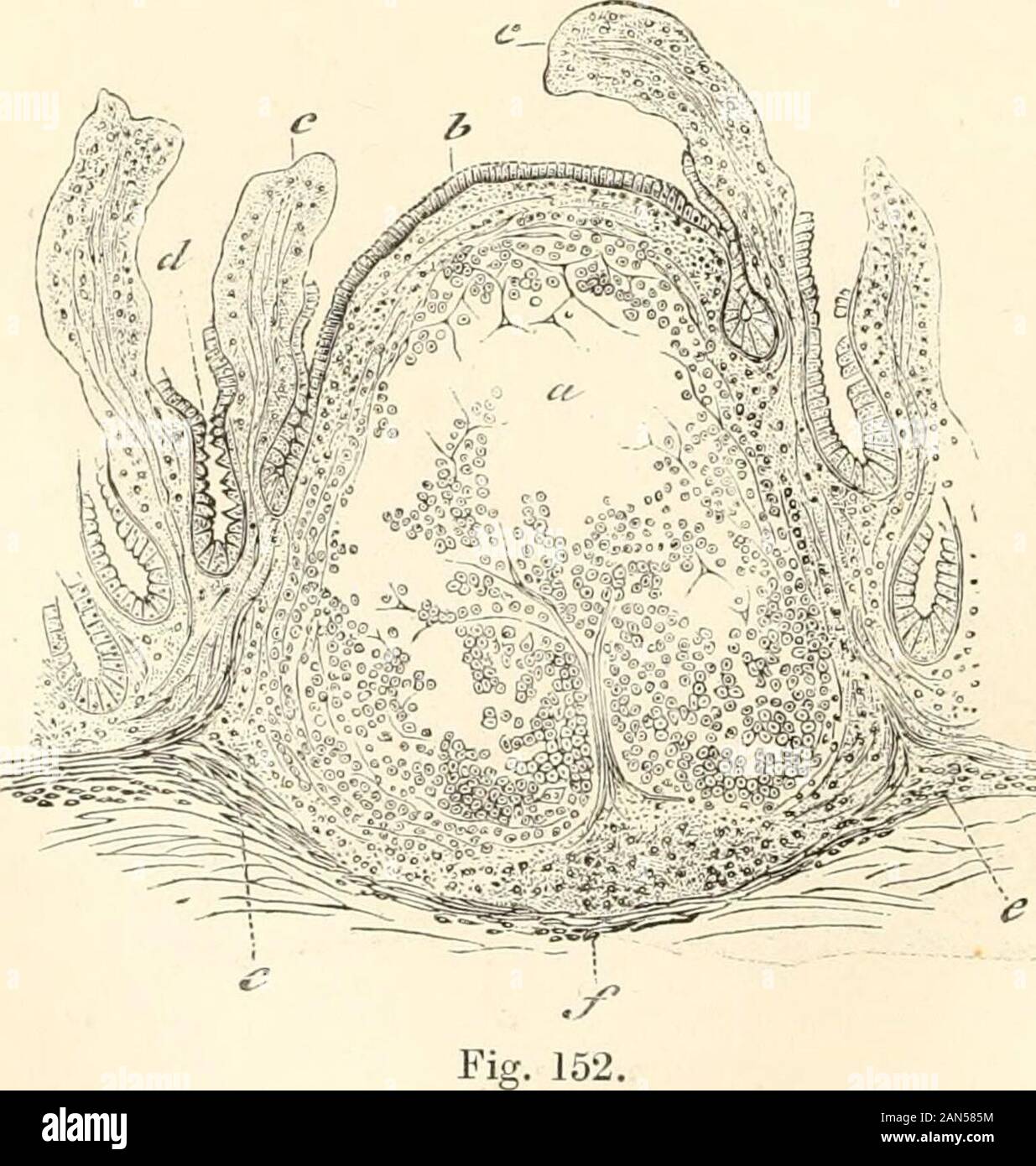 Stomach layers hi-res stock photography and images - Alamy
