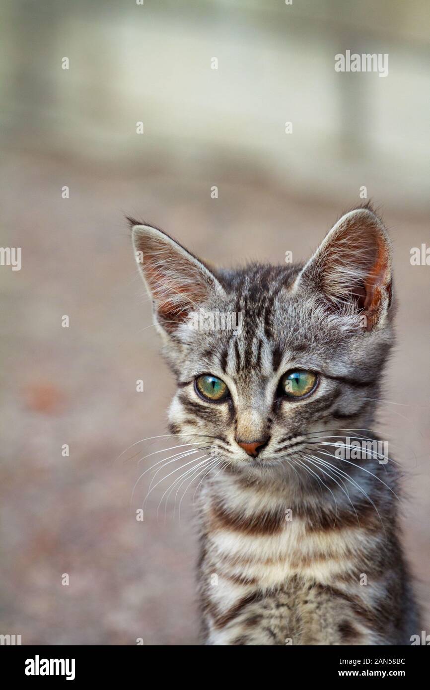 Tumidity hi-res stock photography and images - Alamy