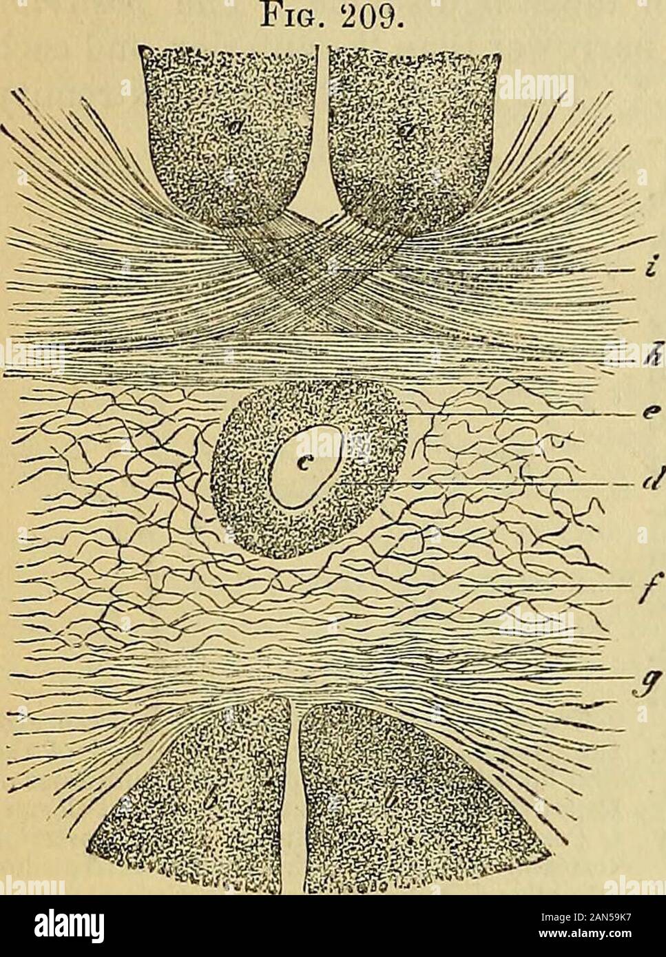 Carpenter's principles of human physiology . terior roots. Besides ...