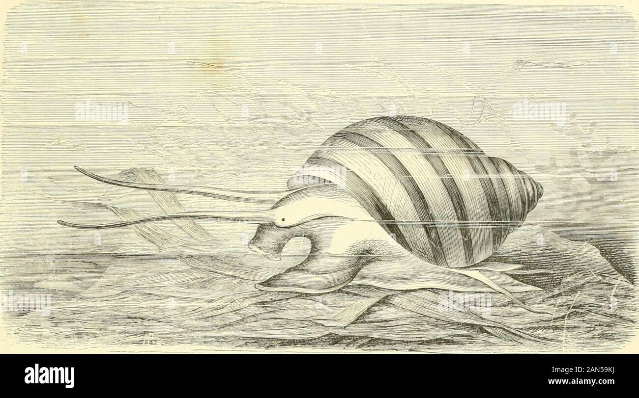 The royal natural history . spawn ok periwinkle (magnified). GASTROPODS ...