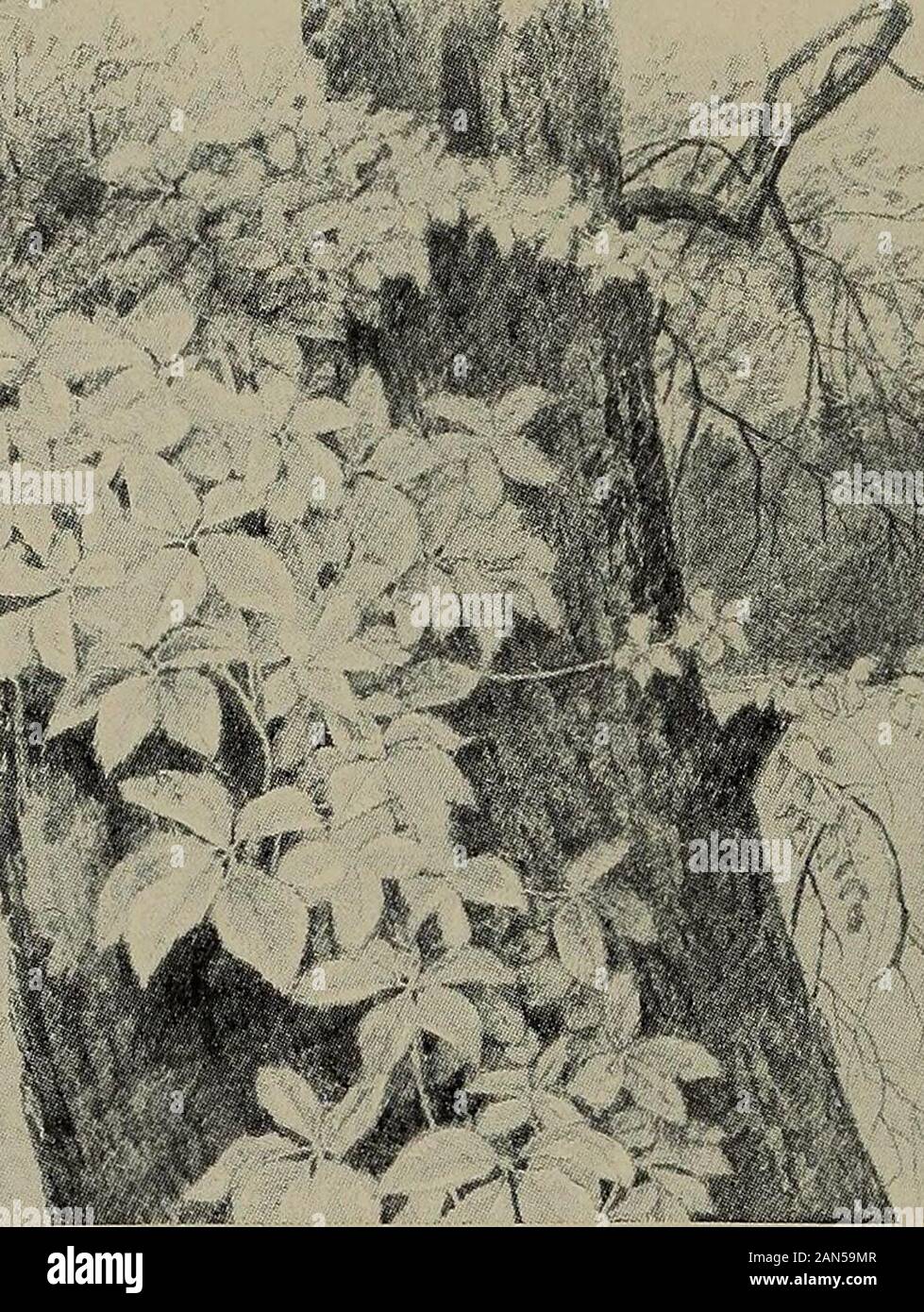 Undine comes hi-res stock photography and images - Alamy