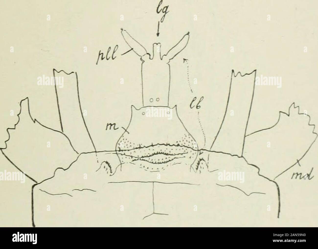 Quarterly journal of microscopical science . Larva of Hydrophilus ...