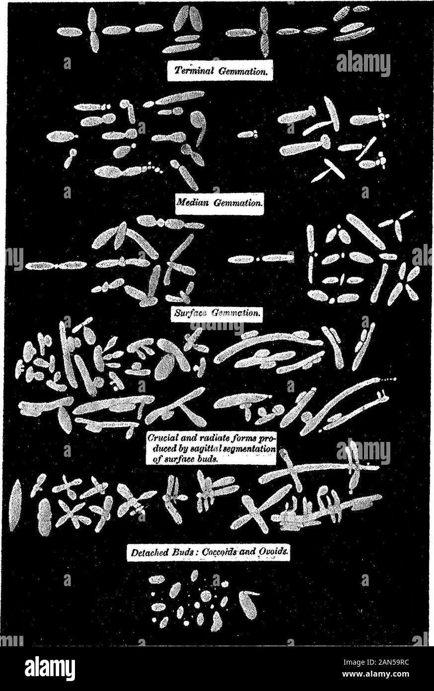 Foreign bacteria Black and White Stock Photos & Images - Alamy