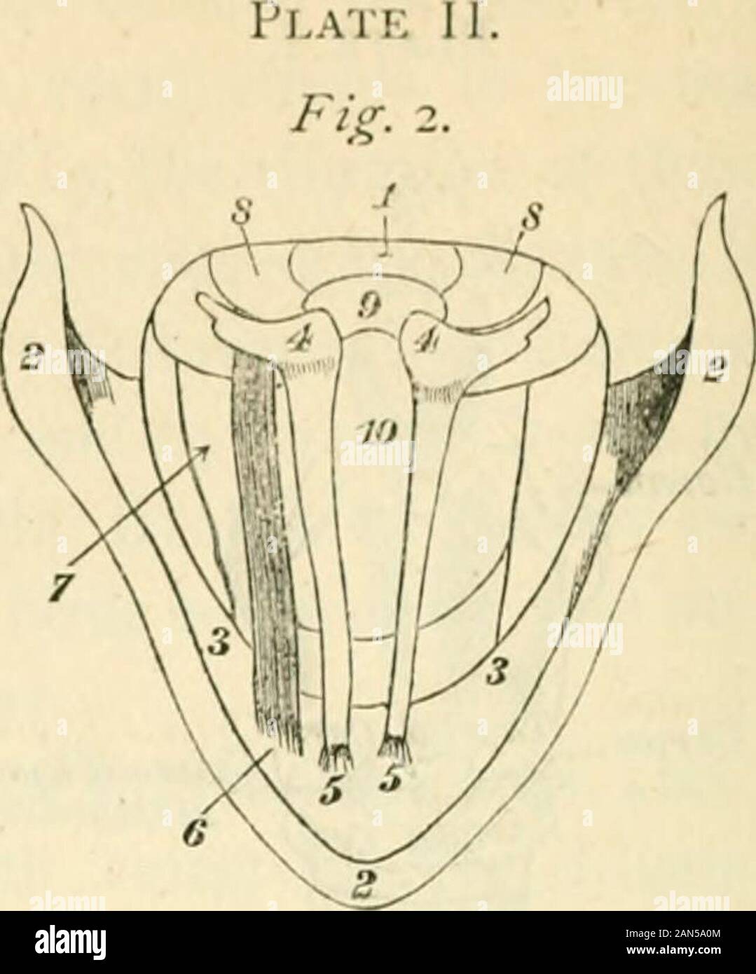 Introduction to the science of language . View of the Trachea and ...