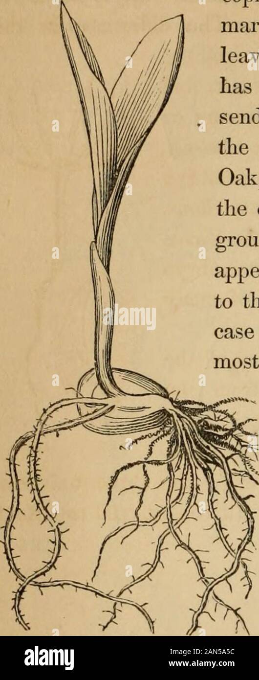 Introduction to structural and systematic botany, and vegetable ...