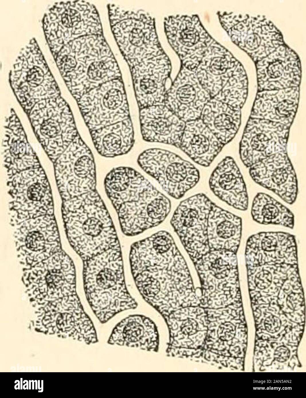 A manual of human physiology, including histology and microscopical ...