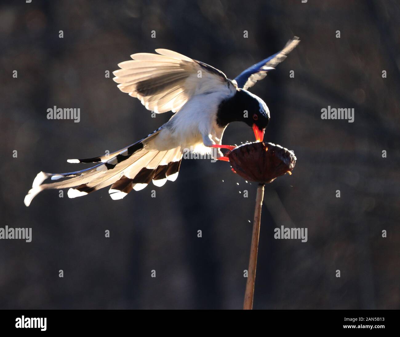 Two red-billed blue magpies are seen dancing and eating lotus at the ...