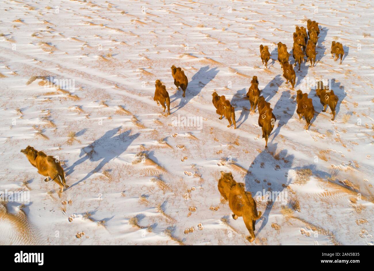 Aerial view of the red camels at a prairie in winter in north China's ...