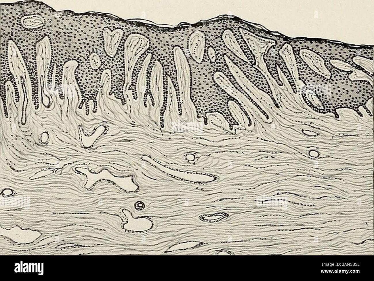 Urinary meatus hi-res stock photography and images - Alamy