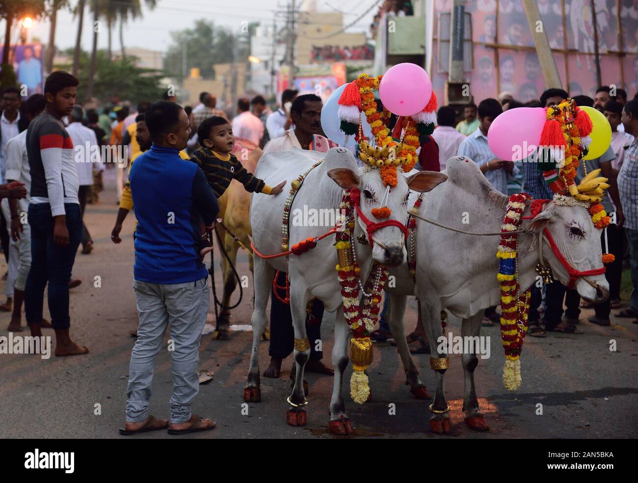 Cow sankranti hi-res stock photography and images - Alamy