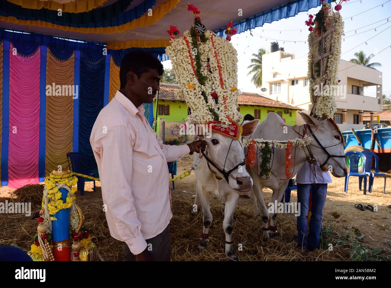 Cow sankranti hi-res stock photography and images - Alamy