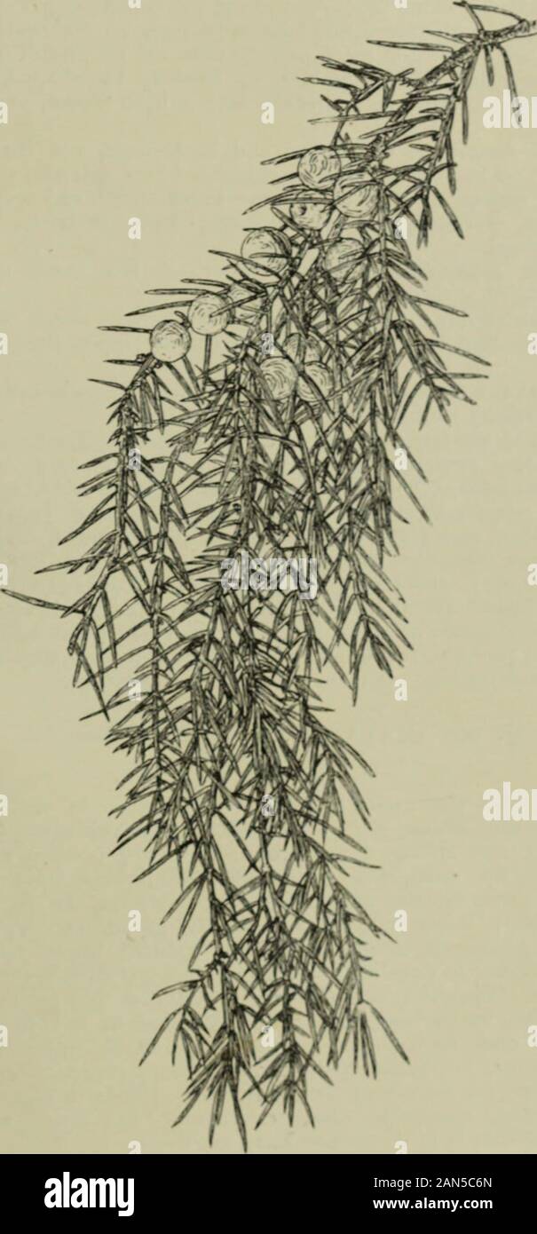 Awl like leaves hi-res stock photography and images - Alamy