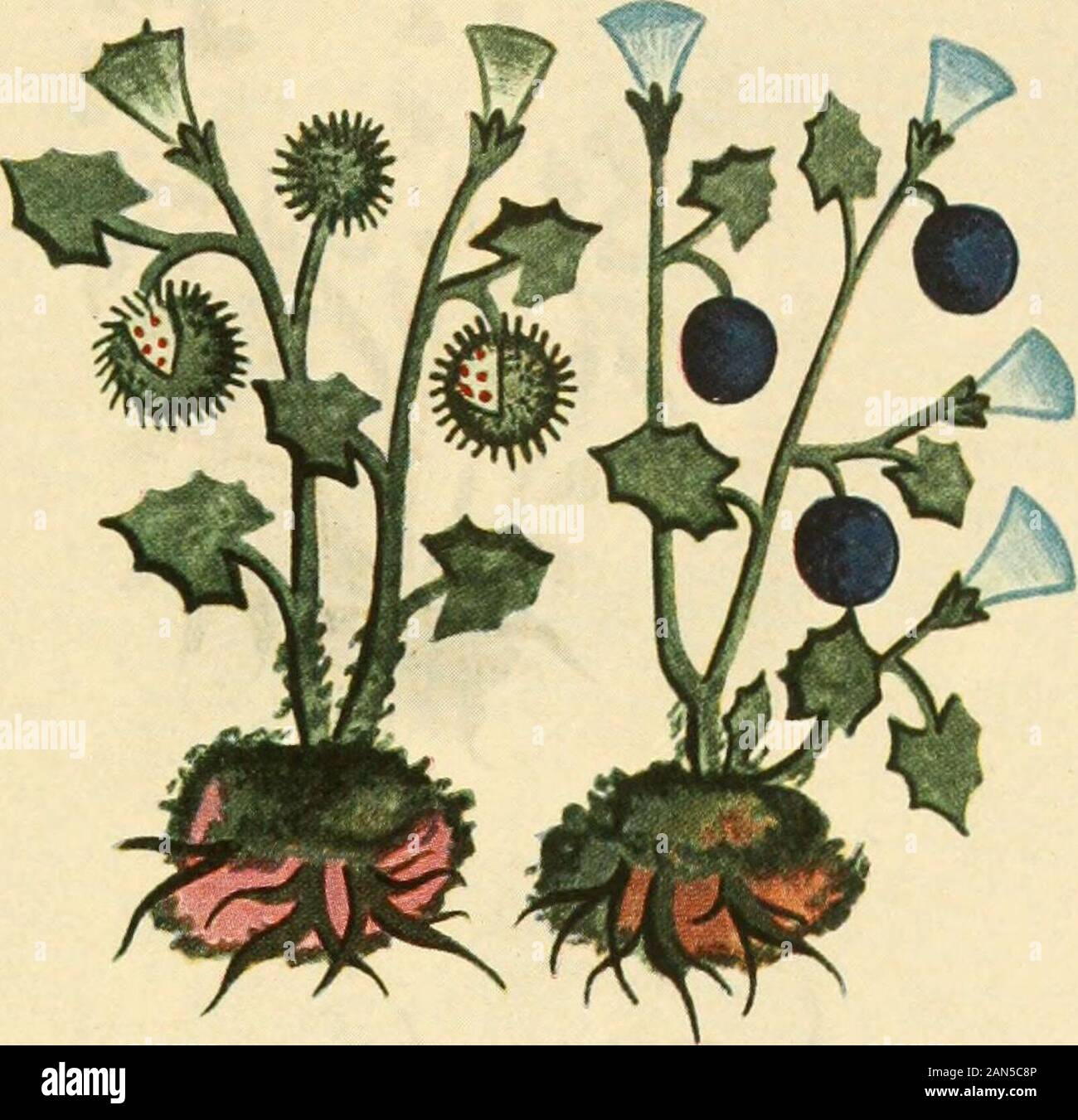 Codex barberini hi-res stock photography and images - Alamy