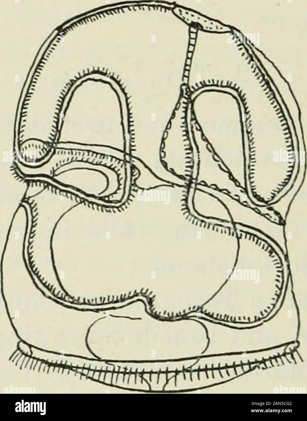 Quarterly journal of microscopical science . l and post-oral ciliated ...