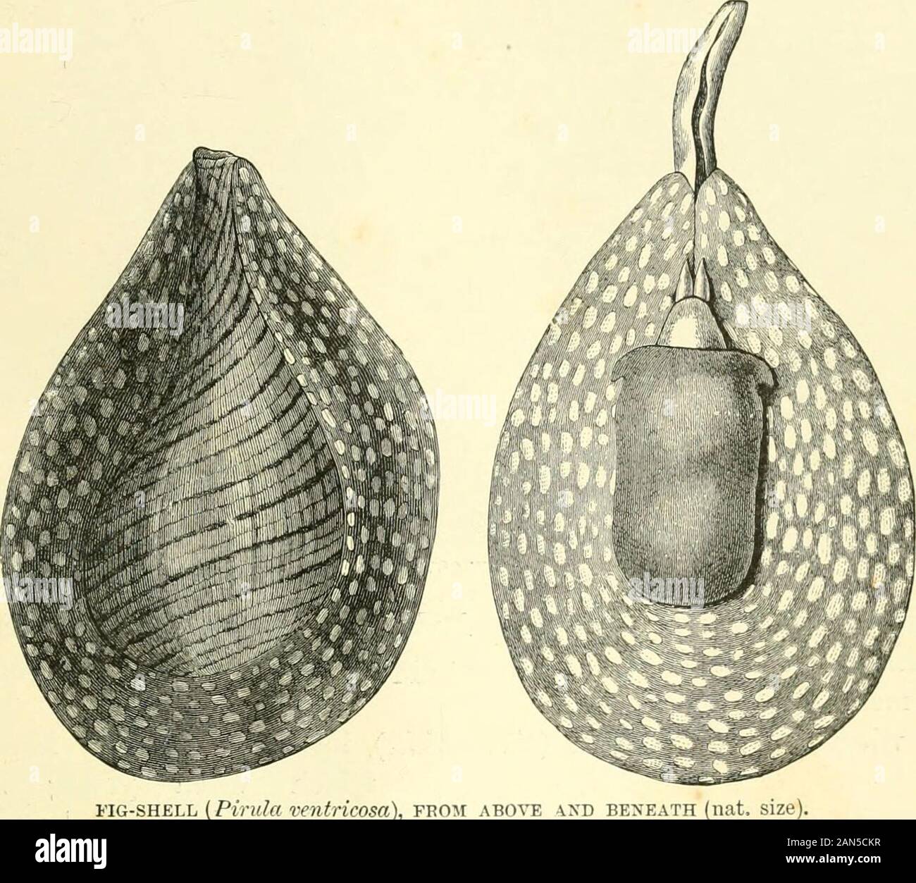 Dolium hi-res stock photography and images - Alamy