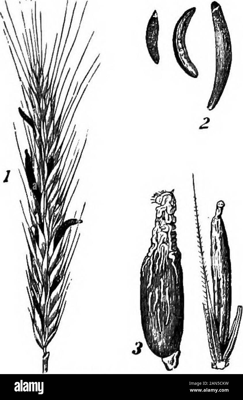 Longitudinal furrows hi-res stock photography and images - Alamy