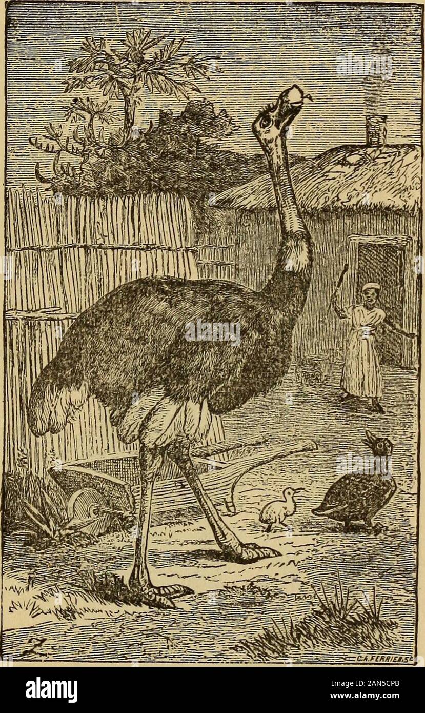 Ostrich Running From Lion
