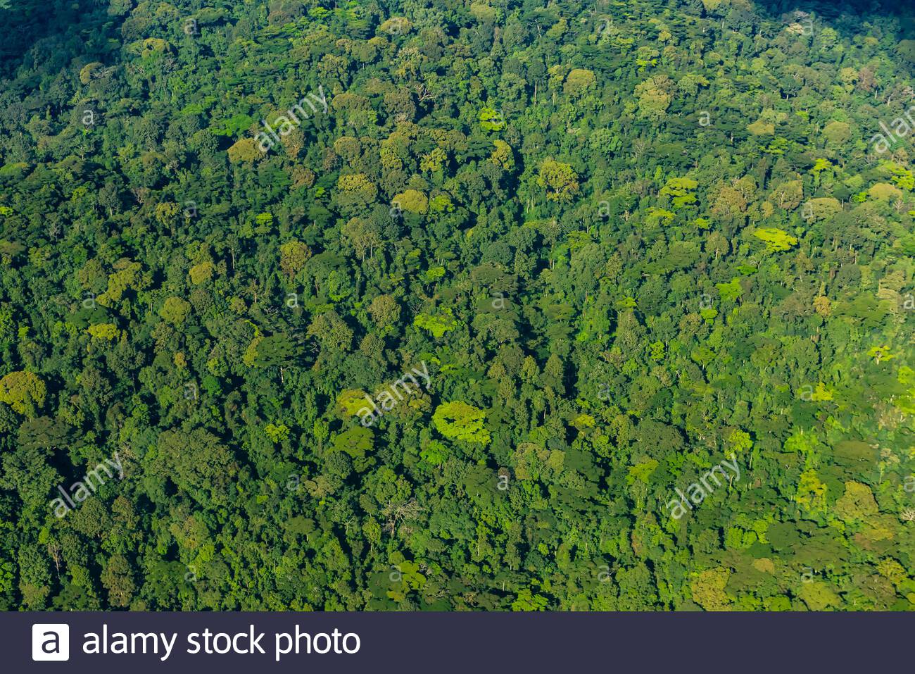 Dense Forest In Africa High Resolution Stock Photography and Images - Alamy