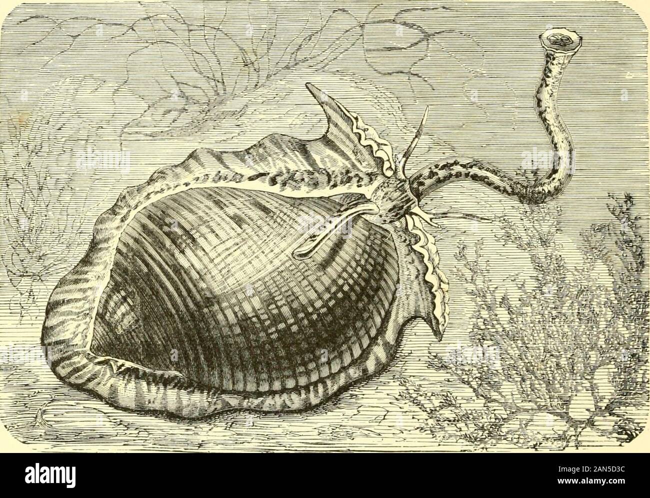 The royal natural history . HELMET-SHELL [CdSSis gluuca). 3S2 MOLLUSCS ...