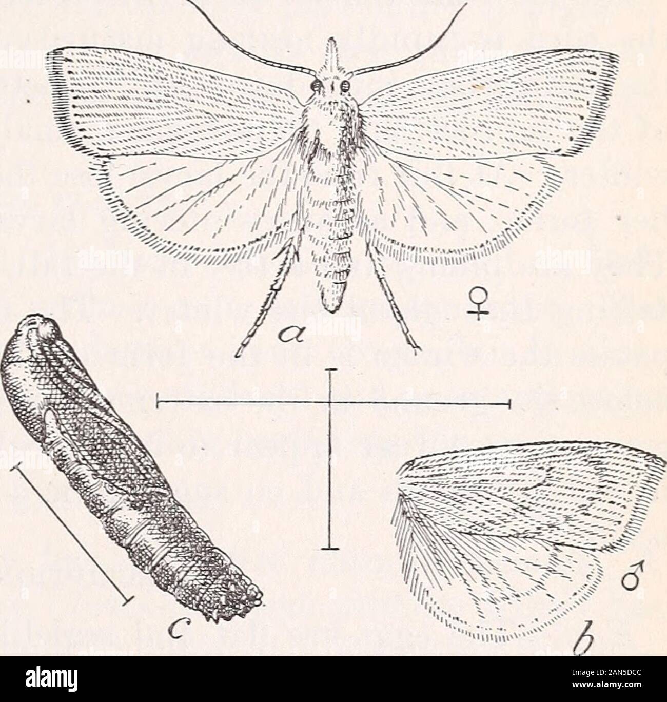 Stalk borer larva hi-res stock photography and images - Alamy