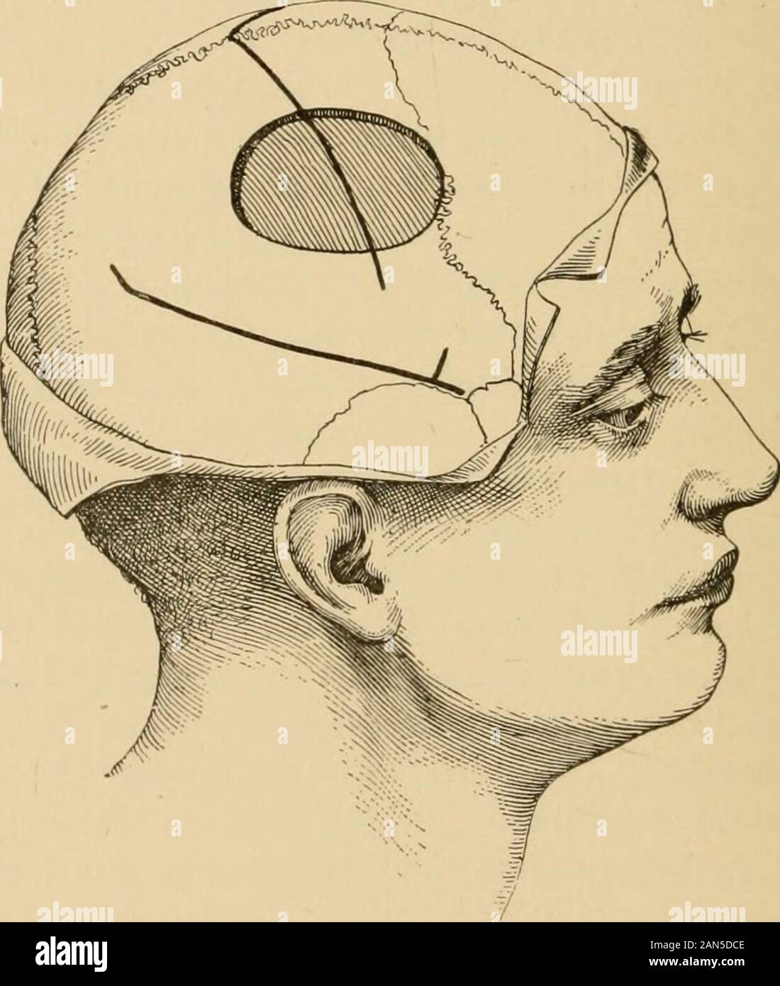 Left and right hand brain hi-res stock photography and images - Alamy