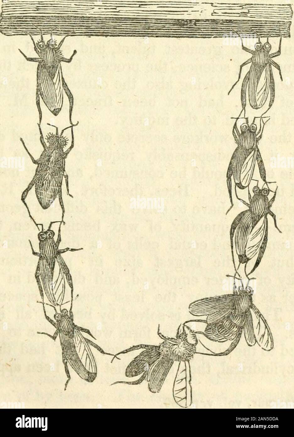 Natural history of insects : comprising their architecture ...