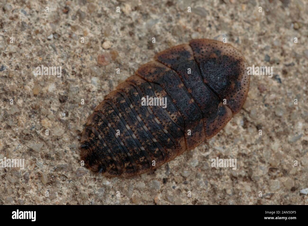 Cockroach nymph hi-res stock photography and images - Alamy