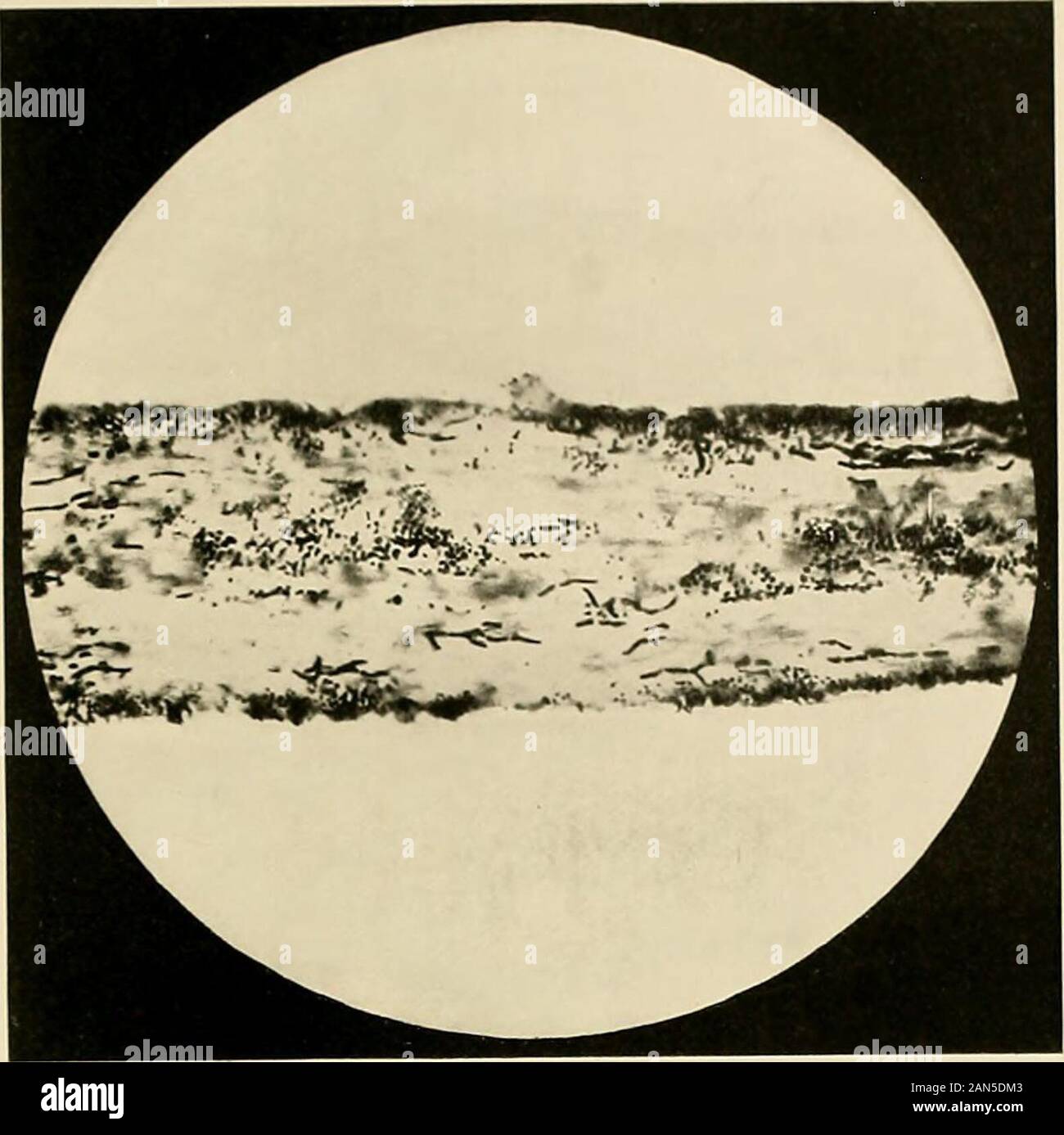 Ringworm in the light of recent research : pathology, treatment ...