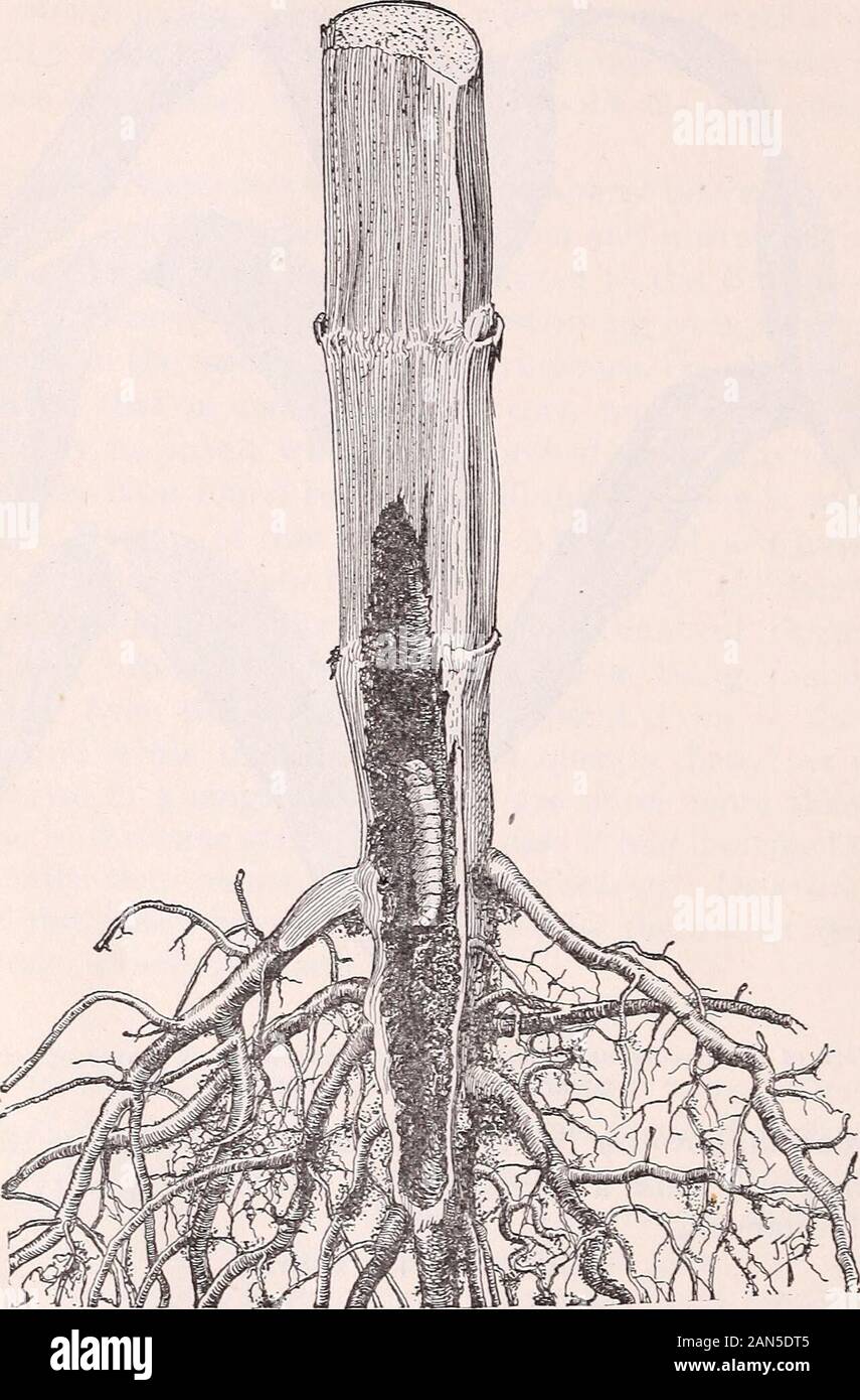 Stalk borer larva hi-res stock photography and images - Alamy