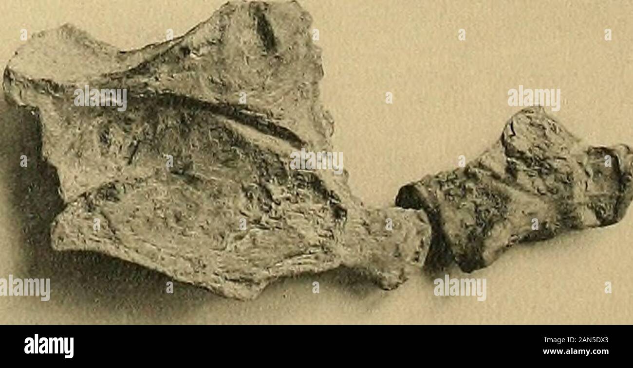 Memoirs of the Connecticut Academy of Arts and Sciences . Plate XXIII ...