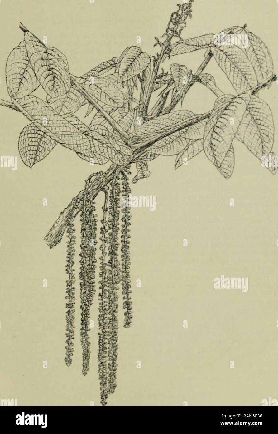 J shaped scar hi-res stock photography and images - Alamy