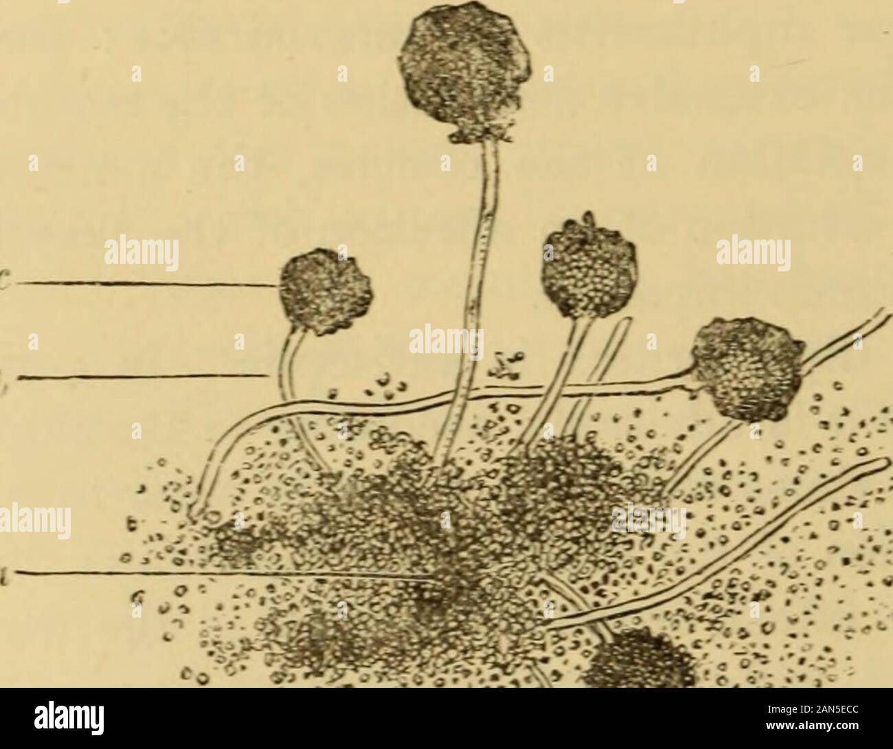 A text-book of the diseases of the ear and adjacent organs . Zurich ...