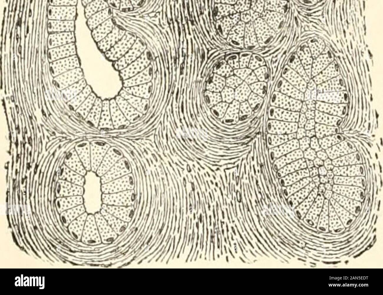 A manual of human physiology, including histology and microscopical ...