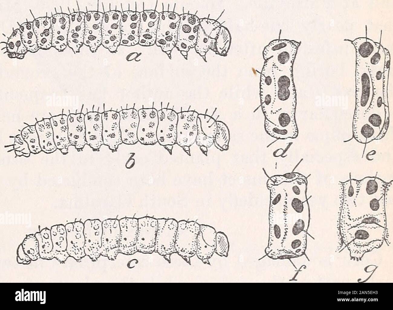 Stalk borer larva High Resolution Stock Photography and Images - Alamy