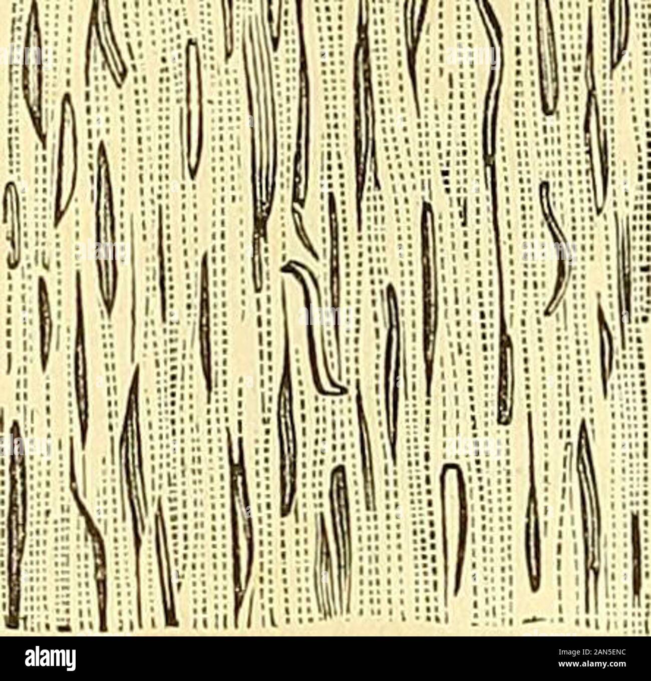 Epigenesis hi-res stock photography and images - Alamy