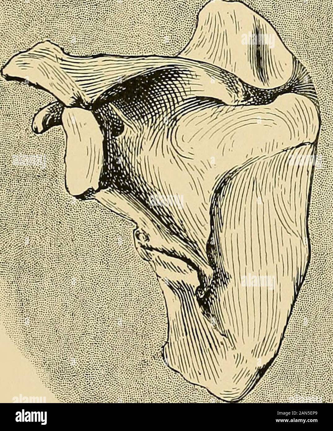 The treatment of fractures . Fig. 133.—Normal scapula. Anterior and ...