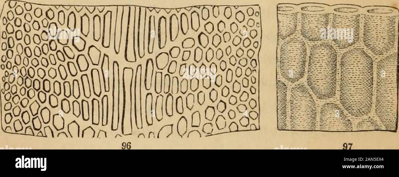 Introduction to structural and systematic botany, and vegetable ...