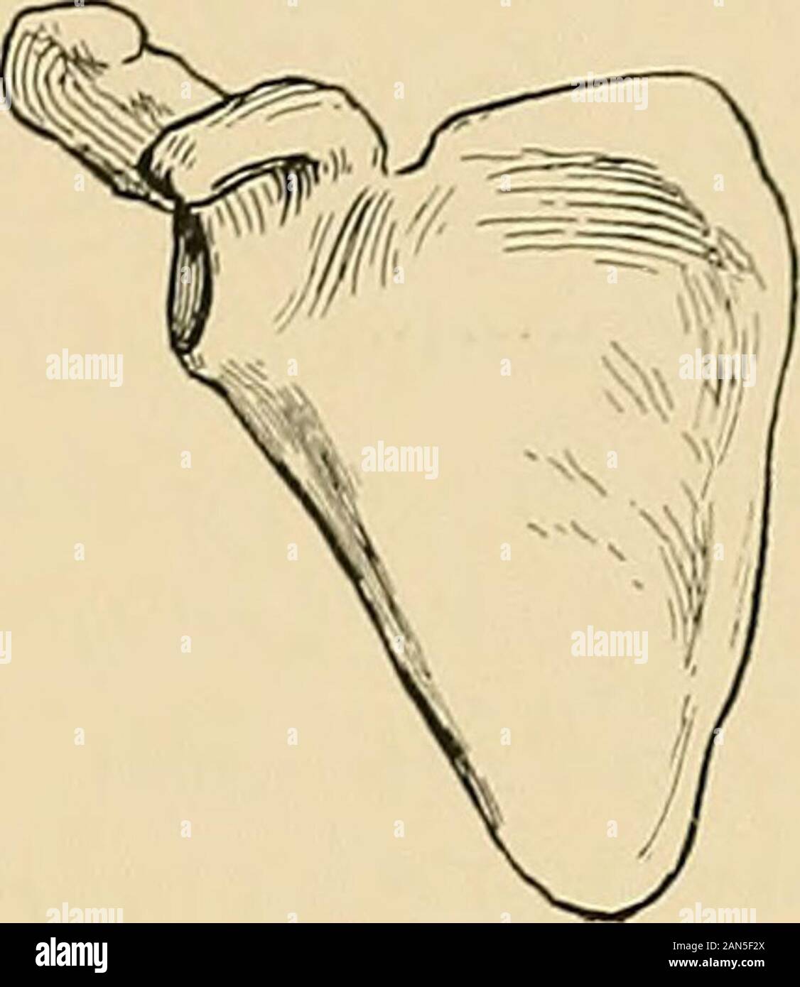 The treatment of fractures . Fig. 133.—Normal scapula. Anterior and ...