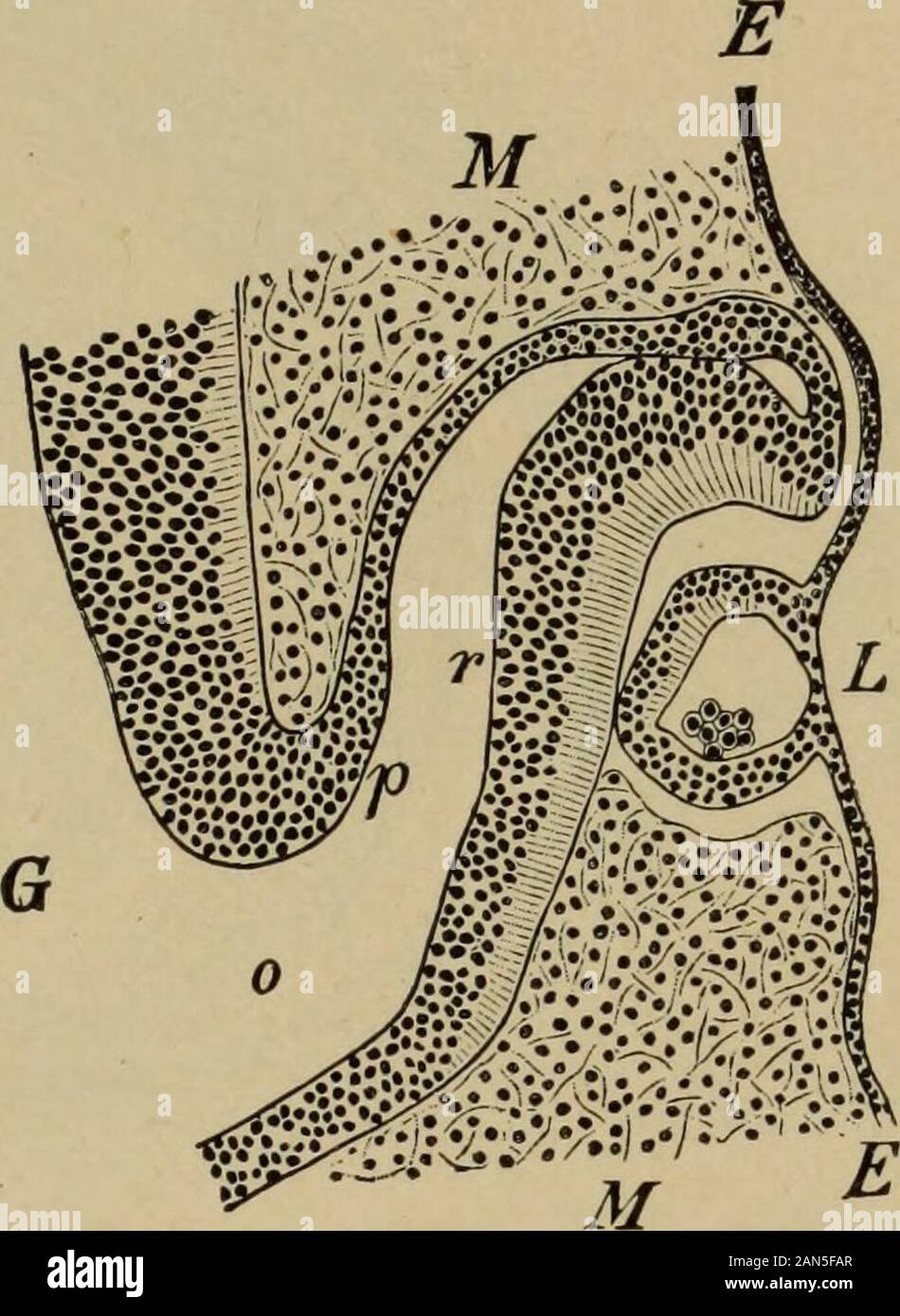 Lateral mesoderm hi-res stock photography and images - Alamy