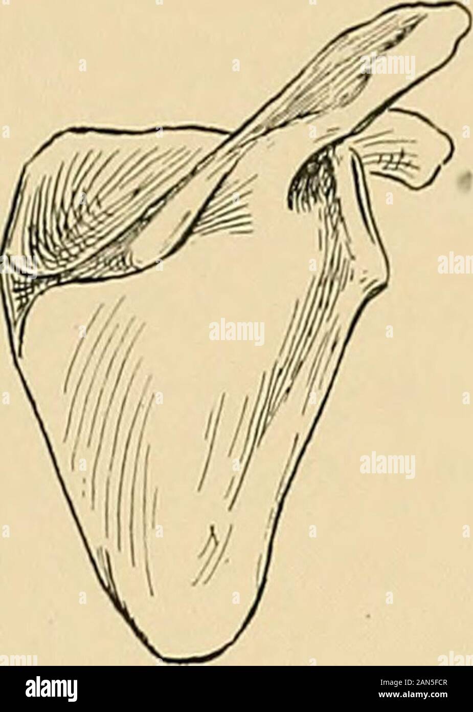The treatment of fractures . ofthe shoulder are present. Crepitus may ...
