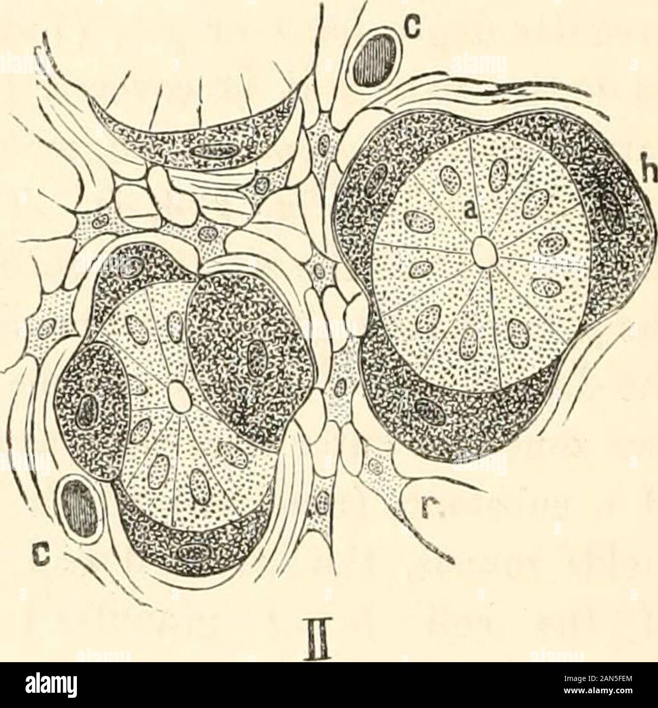 A manual of human physiology, including histology and microscopical ...