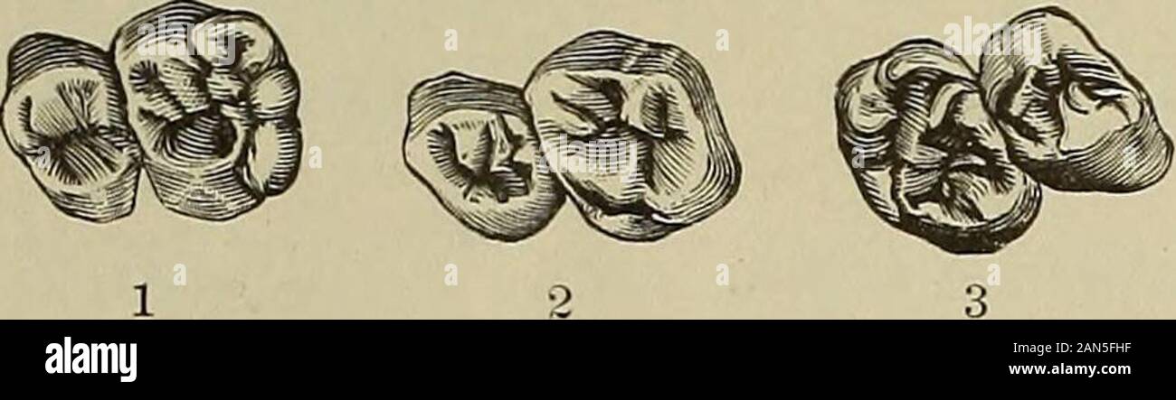 Journal of the Academy of Natural Sciences of Philadelphia . nterior ...