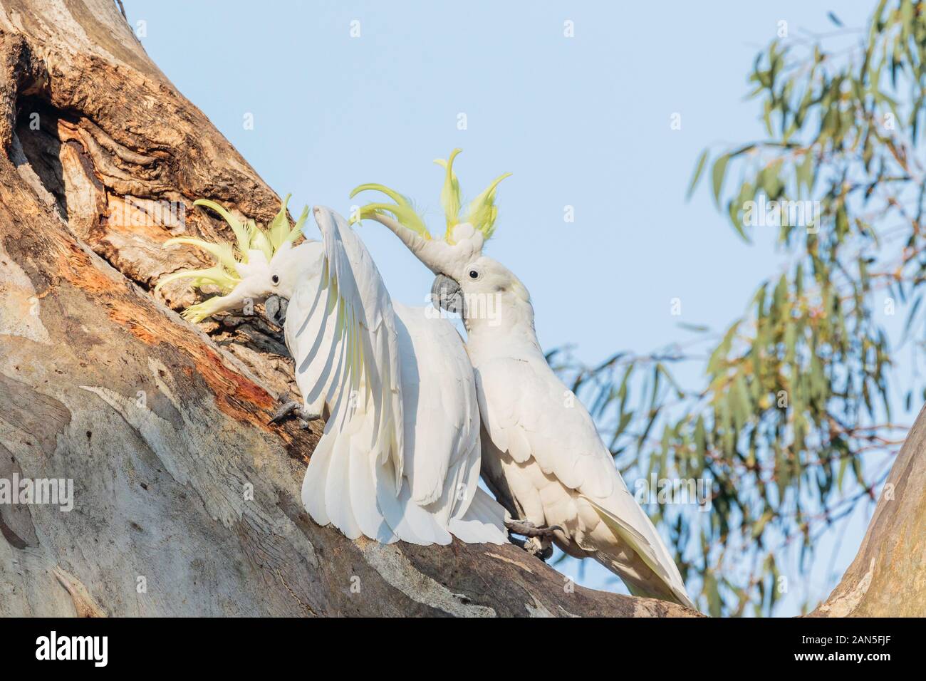 Sulphur crested cockatoos in tree hi-res stock photography and images ...
