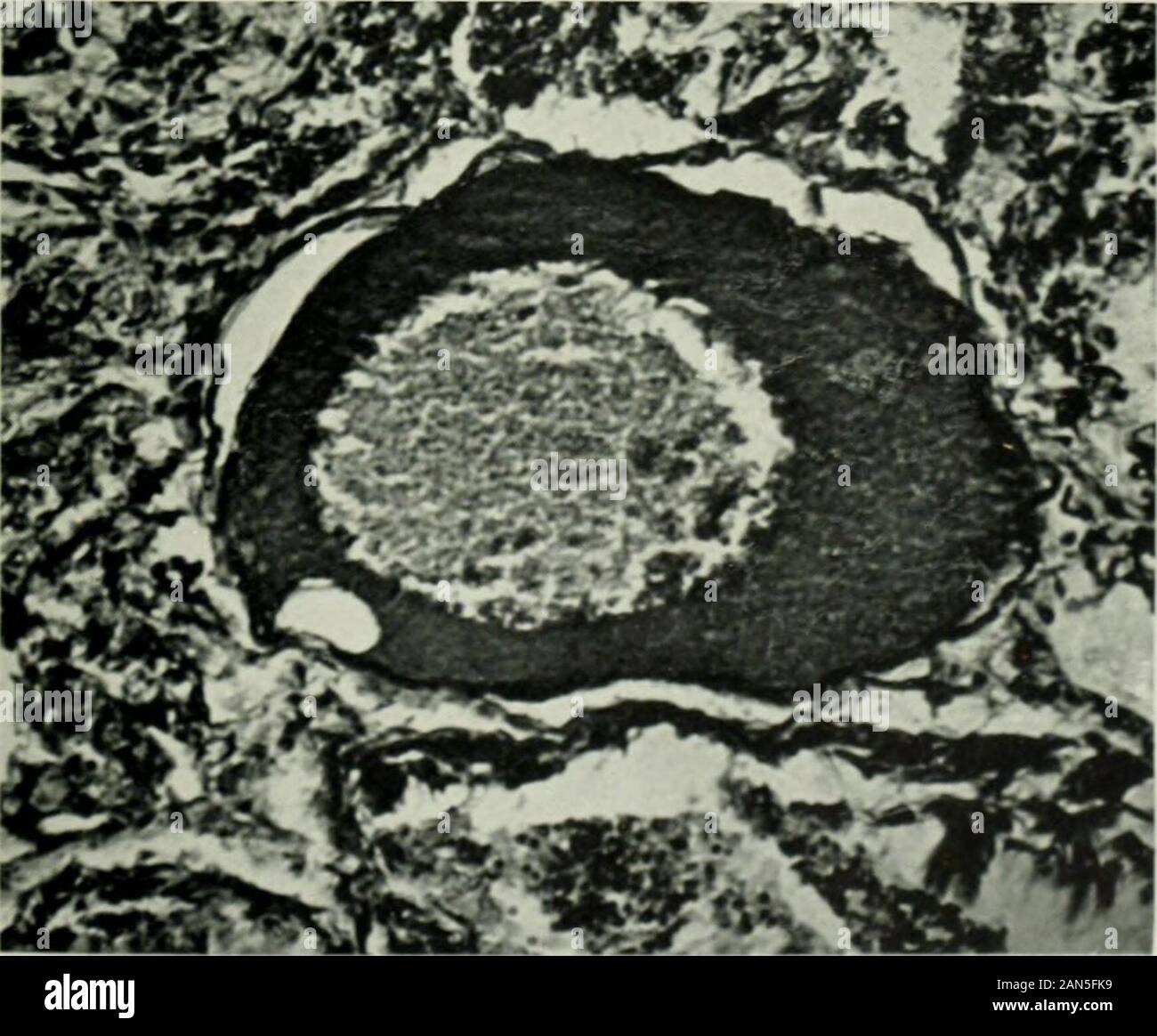 Quarterly journal of microscopical science . Fig. 22. Pxo. 23 OVUM-LIKE ...